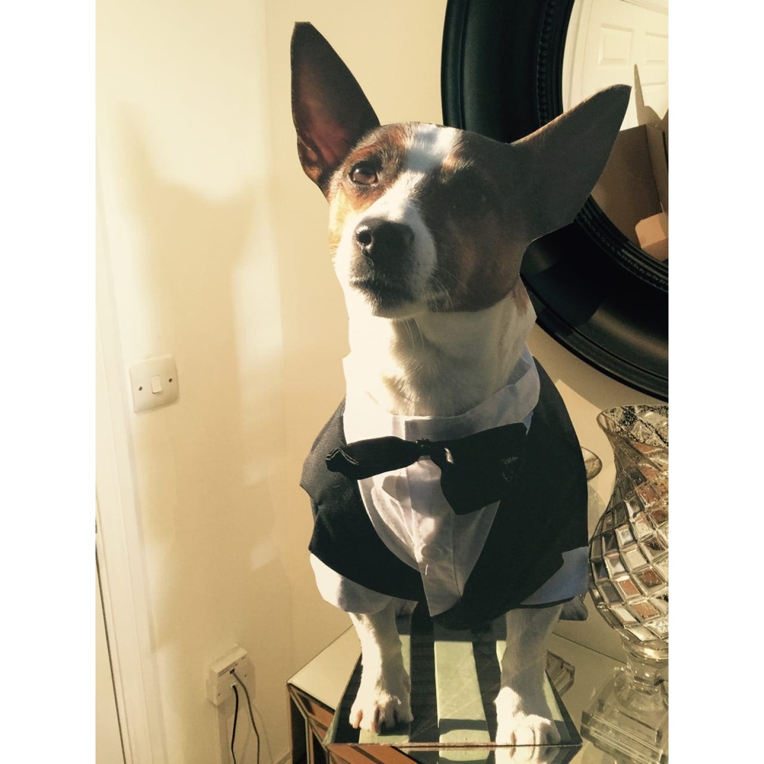 Micro Personalised Pet Cardboard Cutout (upto 30cm) | Personalised ...